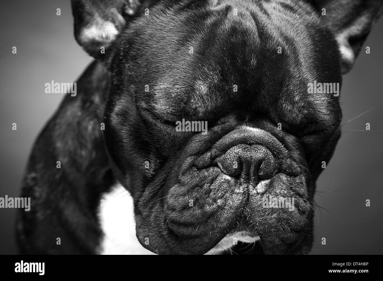Sad french bulldog Stock Photo - Alamy