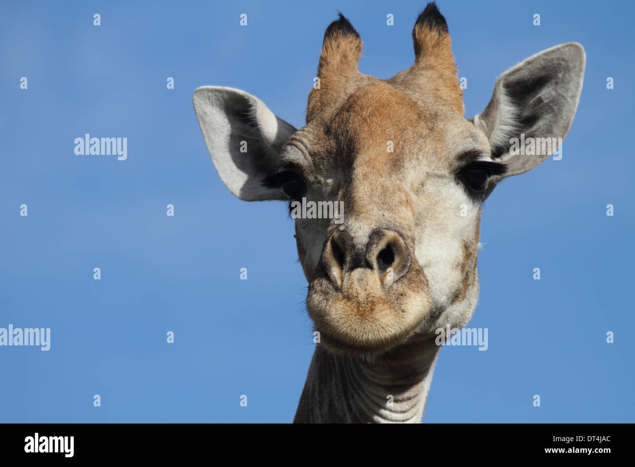 Giraffe, adult male, eating Stock Photo - Alamy