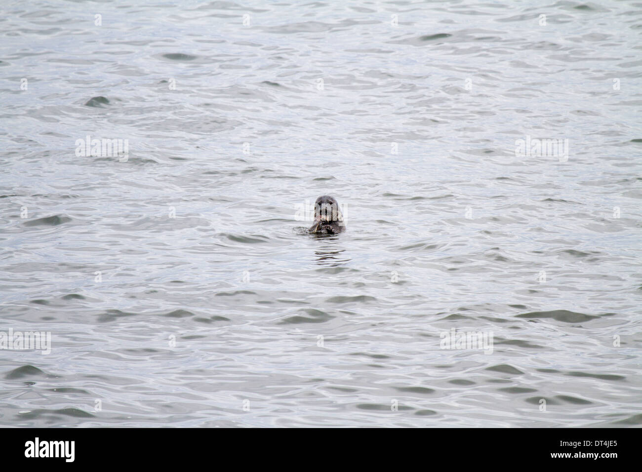Fish eating iceland sea hofn hi-res stock photography and images - Alamy
