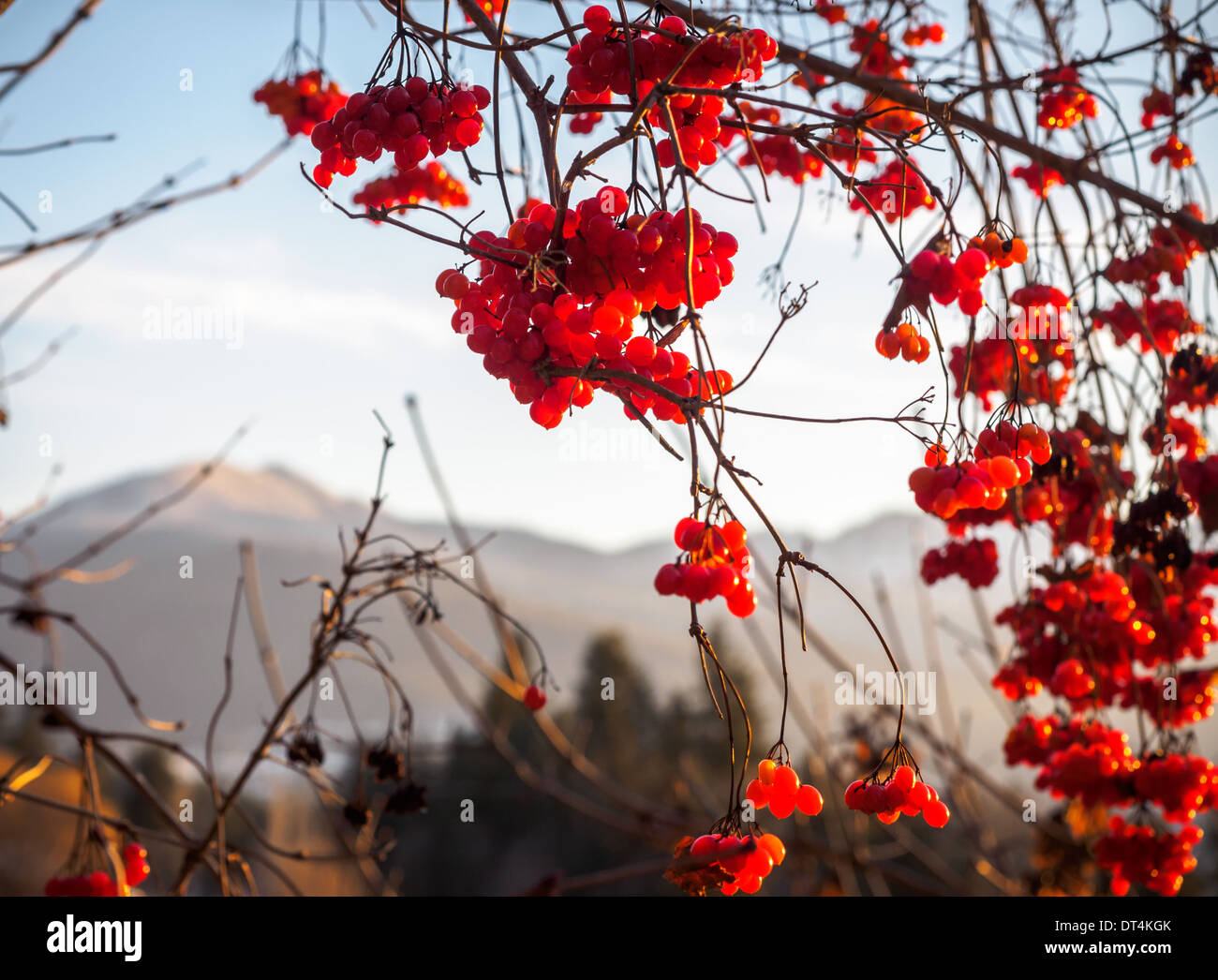 Winter berries hi-res stock photography and images - Alamy