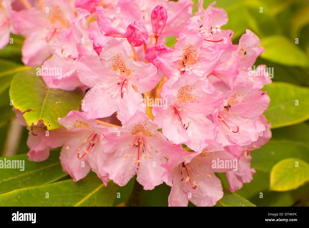 Pacific rhododendron (Rhododendron macrophyllum), Oregon Dunes National ...