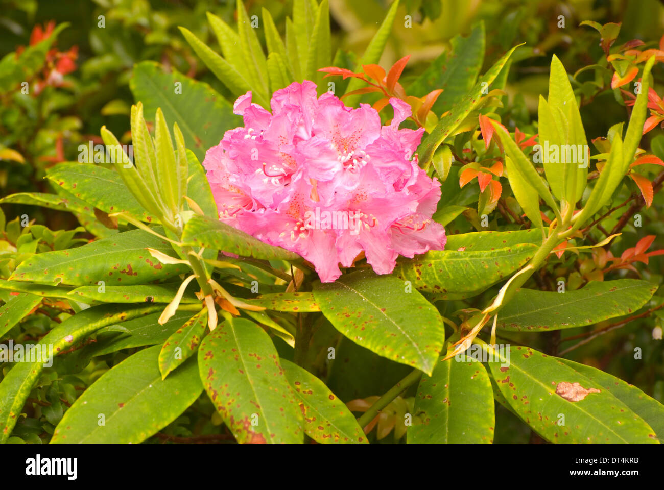 Pacific rhododendron (Rhododendron macrophyllum), Oregon Dunes National ...