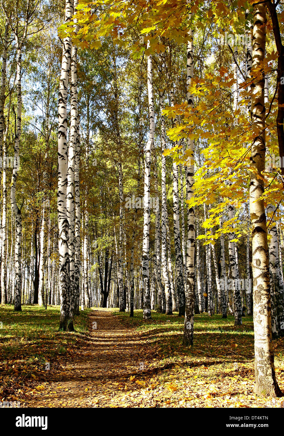 Sunny autumn path in the forest Stock Photo - Alamy