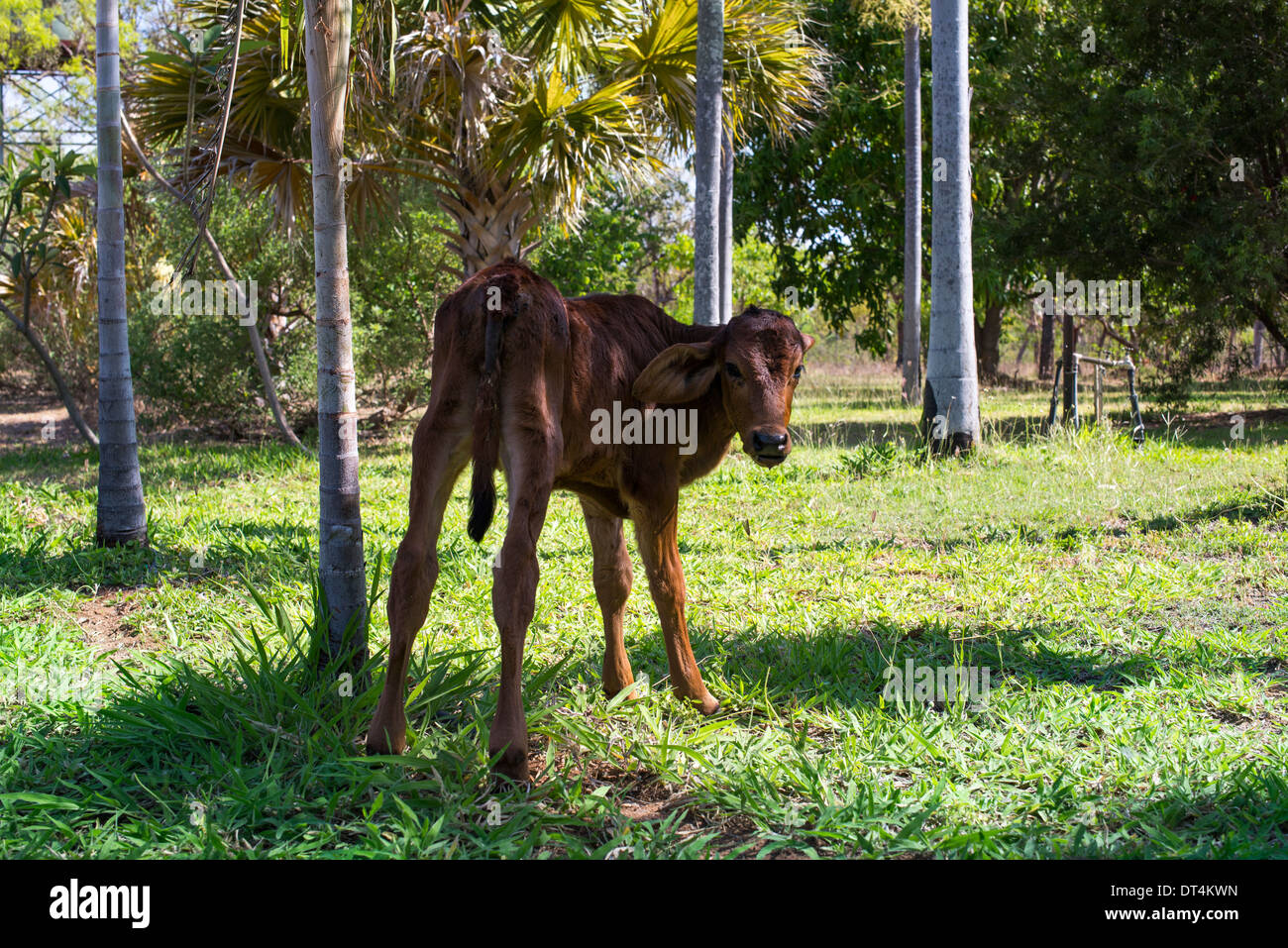 Brown poddy-calf in green backyard Stock Photo - Alamy