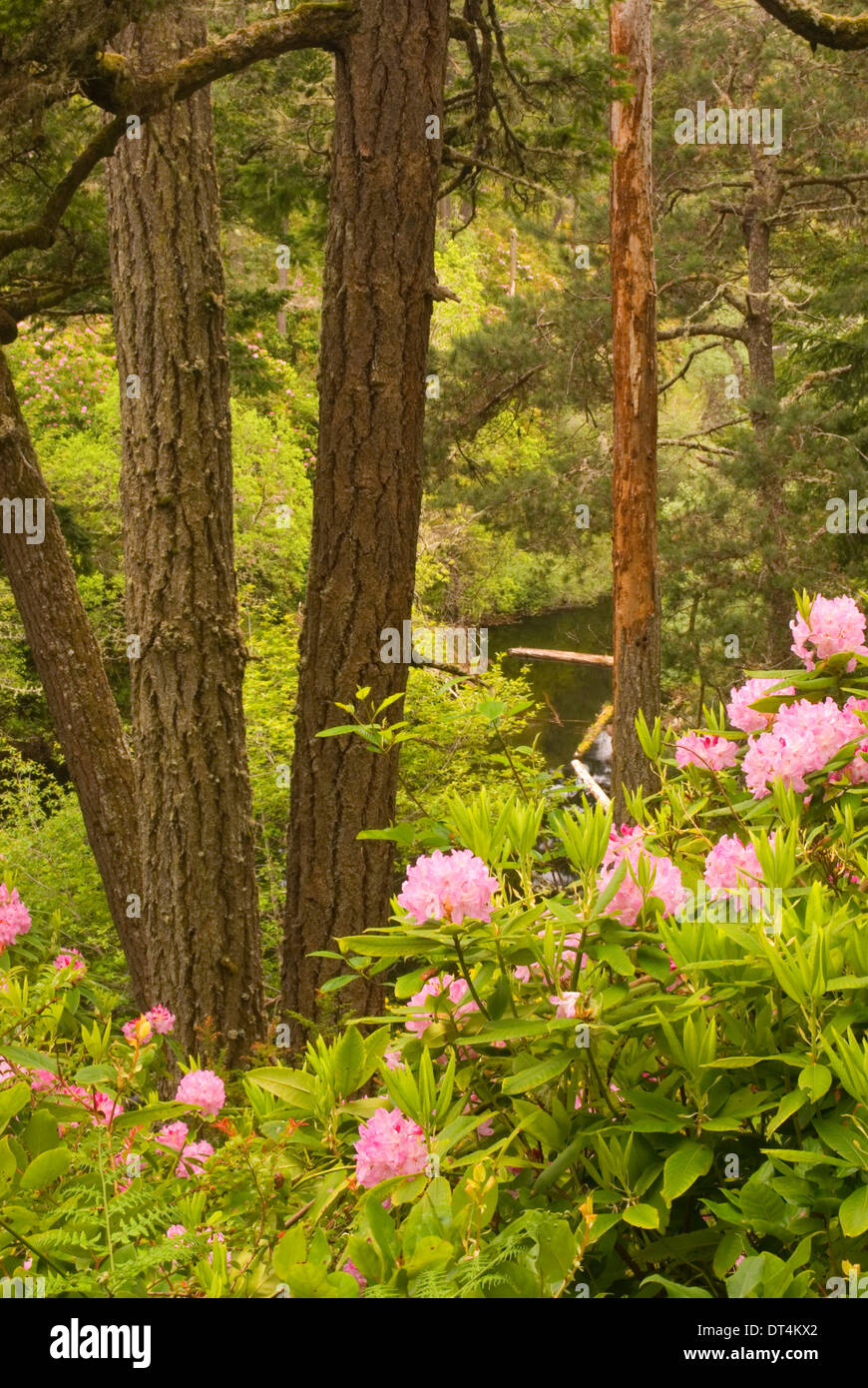 Coastal forest with Pacific rhododendron (Rhododendron macrophyllum ...