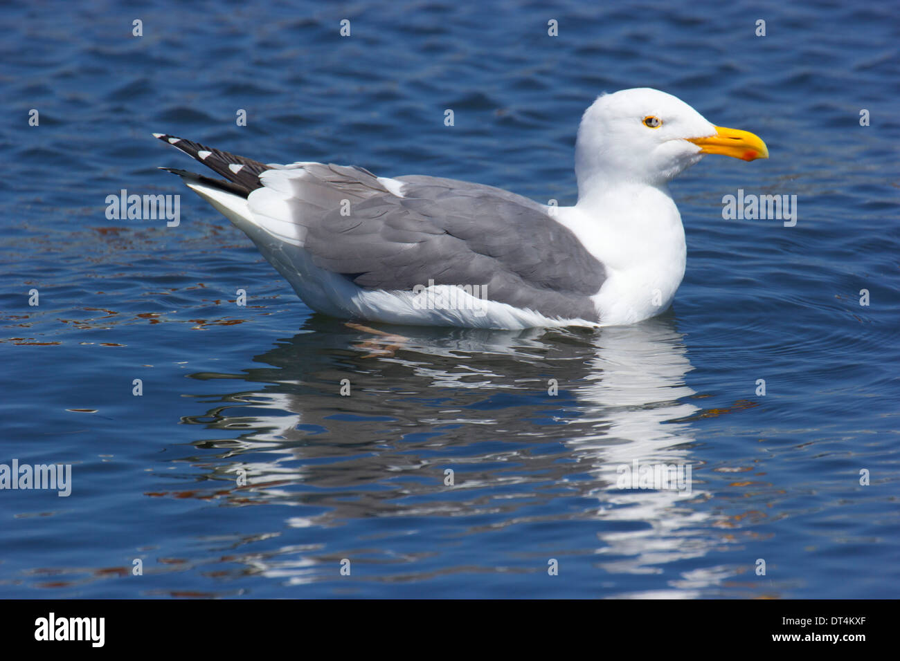 Florence bird hi-res stock photography and images - Alamy