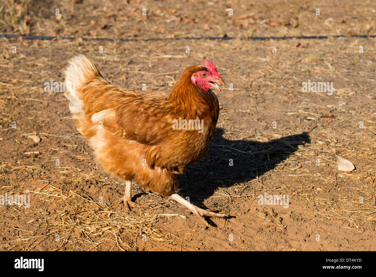 Running hen hi-res stock photography and images - Alamy
