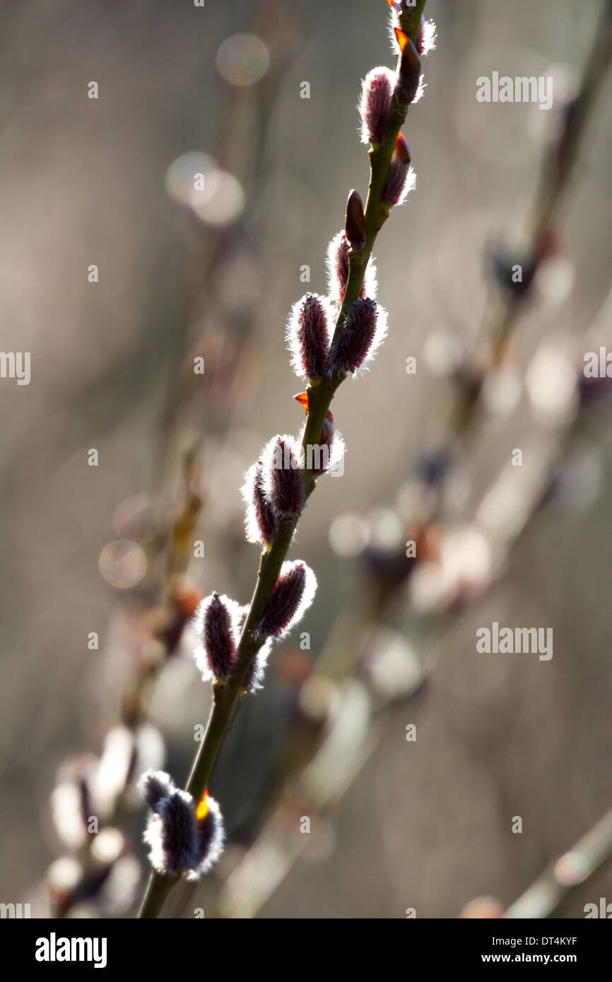 Bud tree branch hi-res stock photography and images - Alamy