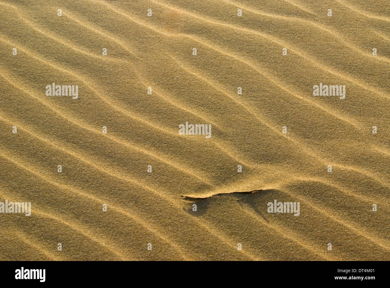 Dune ripples, Umpqua Dunes Scenic Area, Oregon Dunes National ...