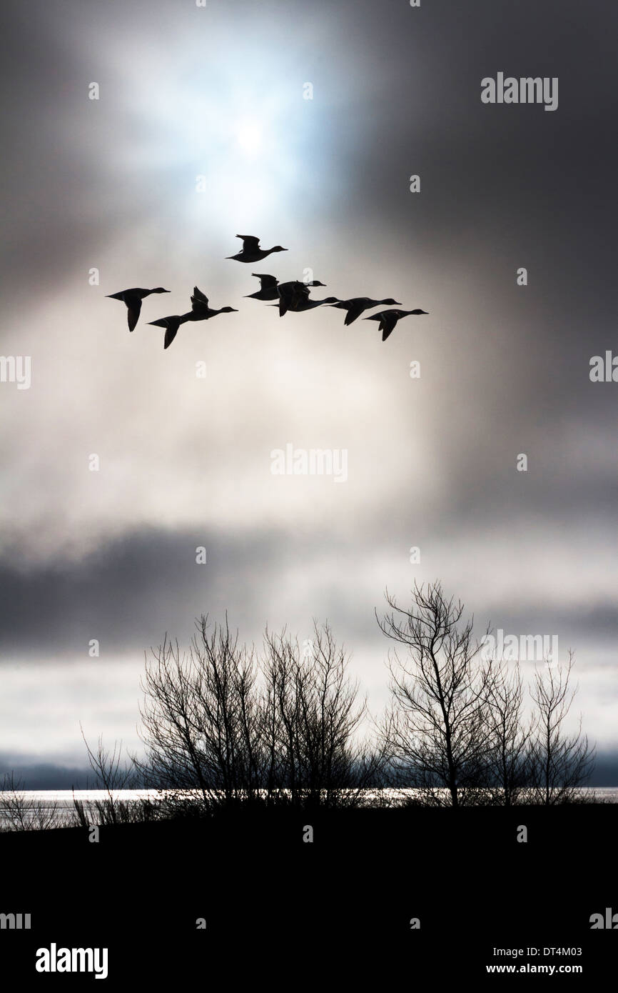 cloudy sky and flying duck Stock Photo - Alamy