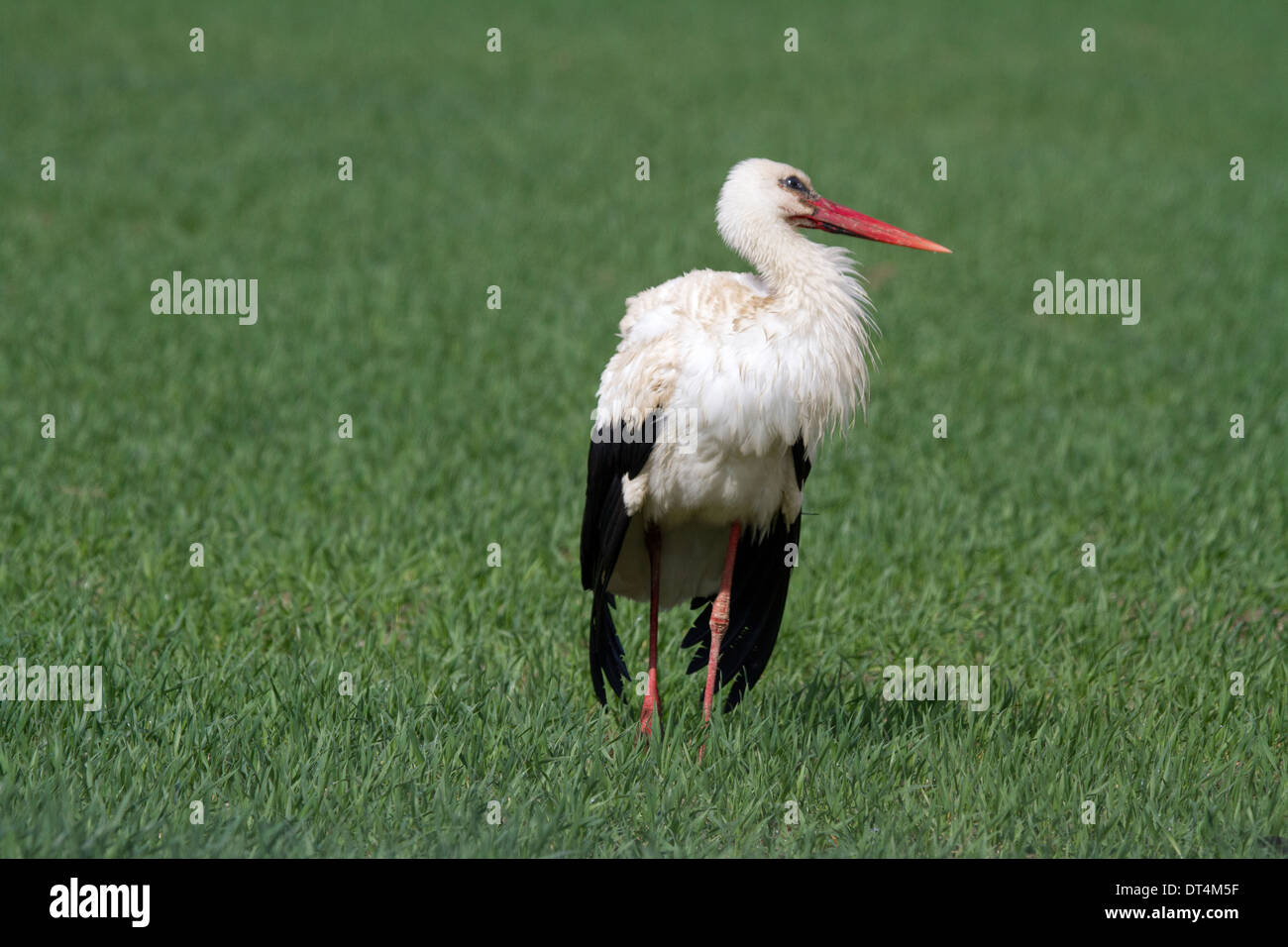Stork red nose hi-res stock photography and images - Alamy