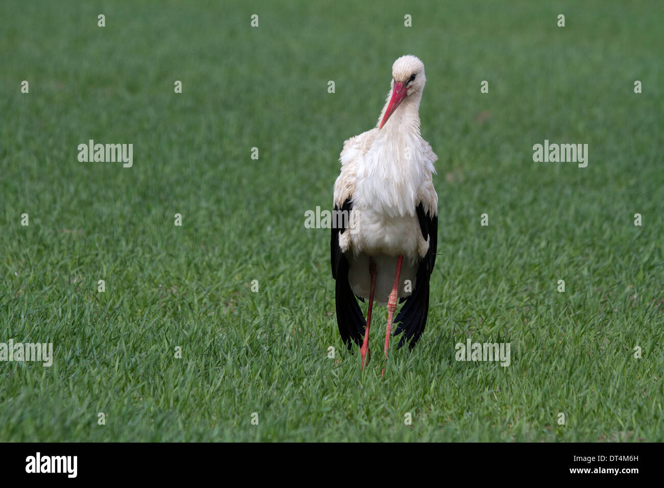 Stork Red Nose High Resolution Stock Photography and Images - Alamy