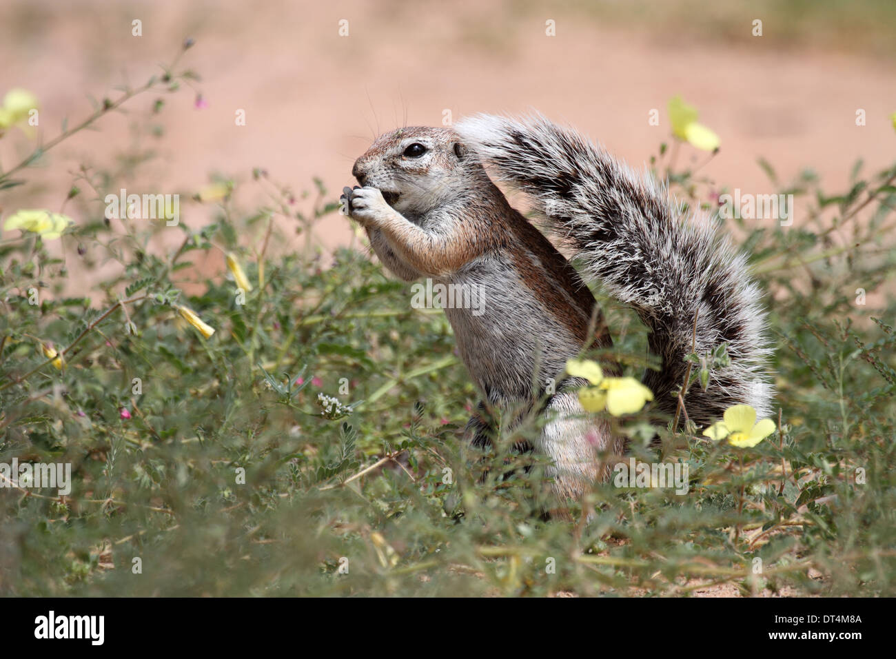 South African Ground Squirrel High Resolution Stock Photography and ...