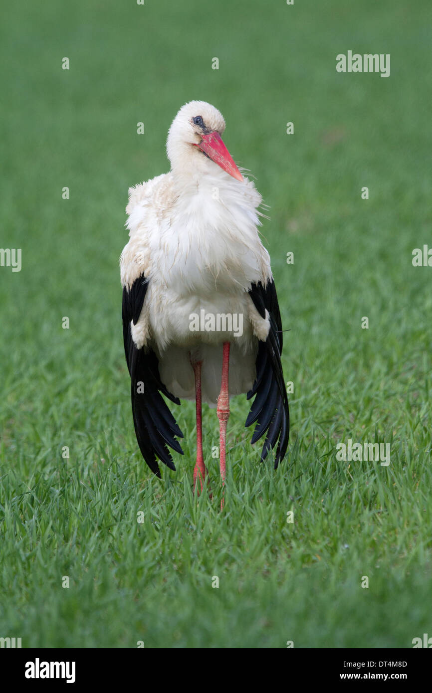 Stork red nose hi-res stock photography and images - Alamy