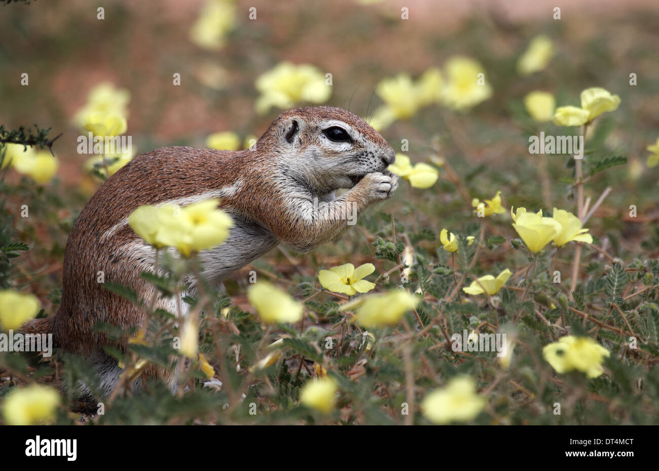 South african ground squirrel hi-res stock photography and images - Alamy