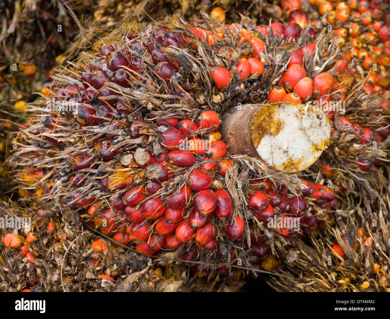 Fuit Palm Oil