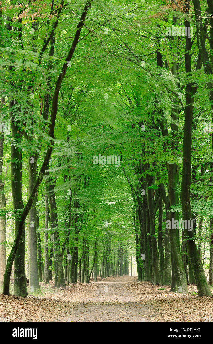 Path in netherlands hi-res stock photography and images - Alamy