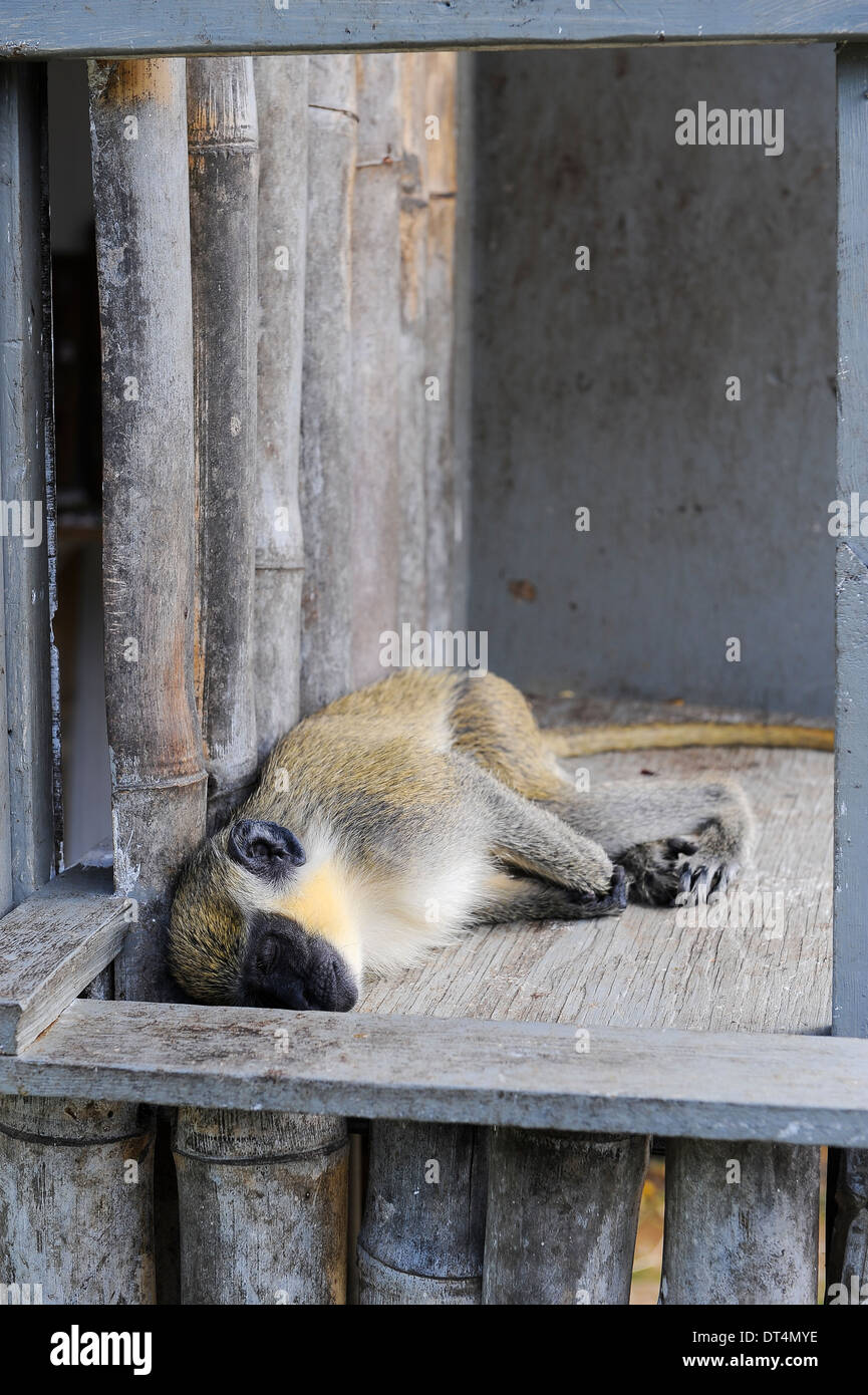 Bajan hi-res stock photography and images - Alamy