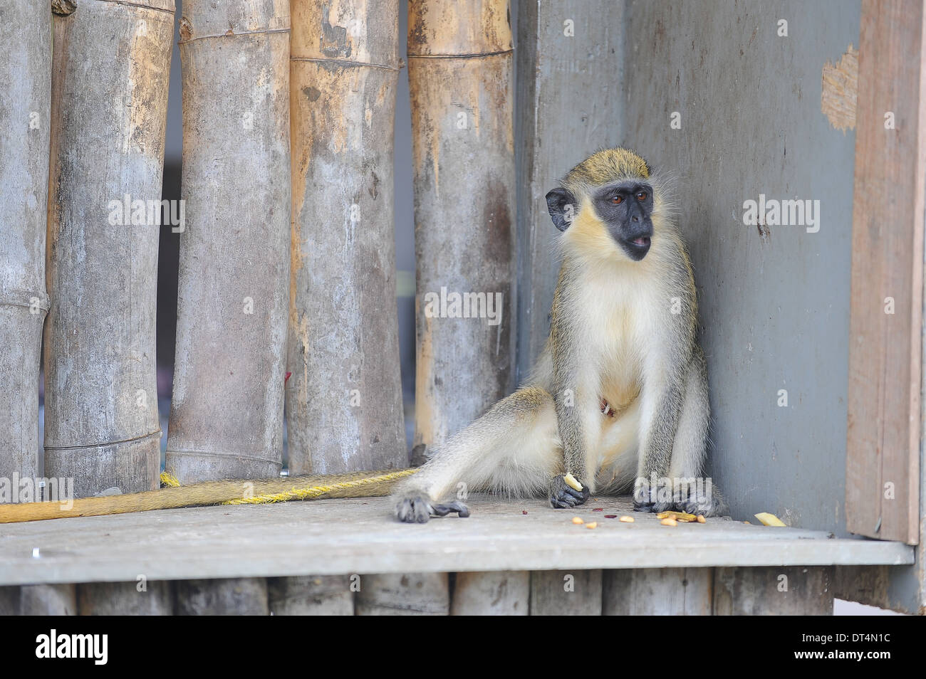 Bajan hi-res stock photography and images - Alamy