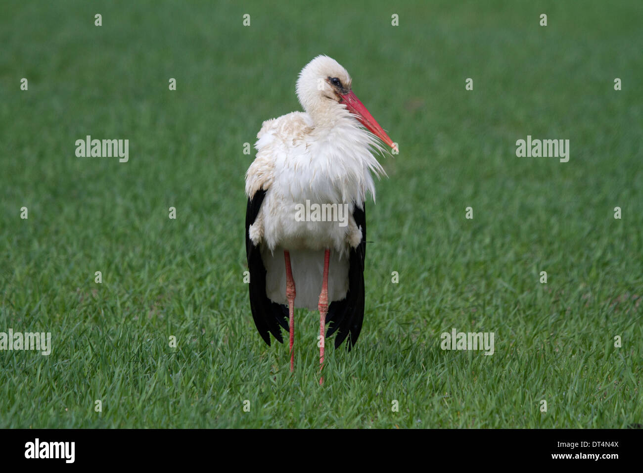 Stork with white and black plumage hi-res stock photography and images ...