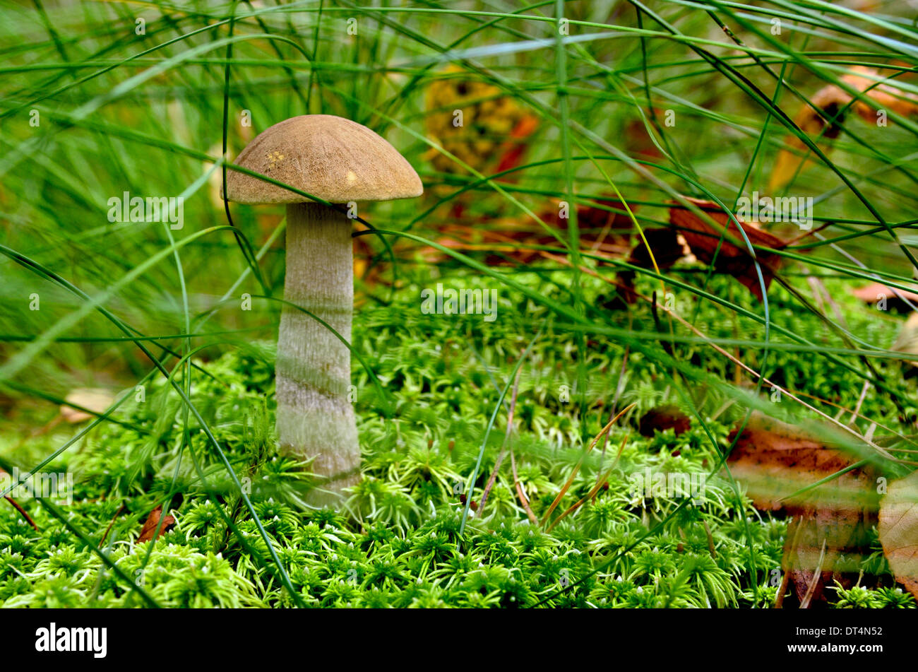 Boletus scaber (Leccinum scabrum) on the green moss tussock Stock Photo ...