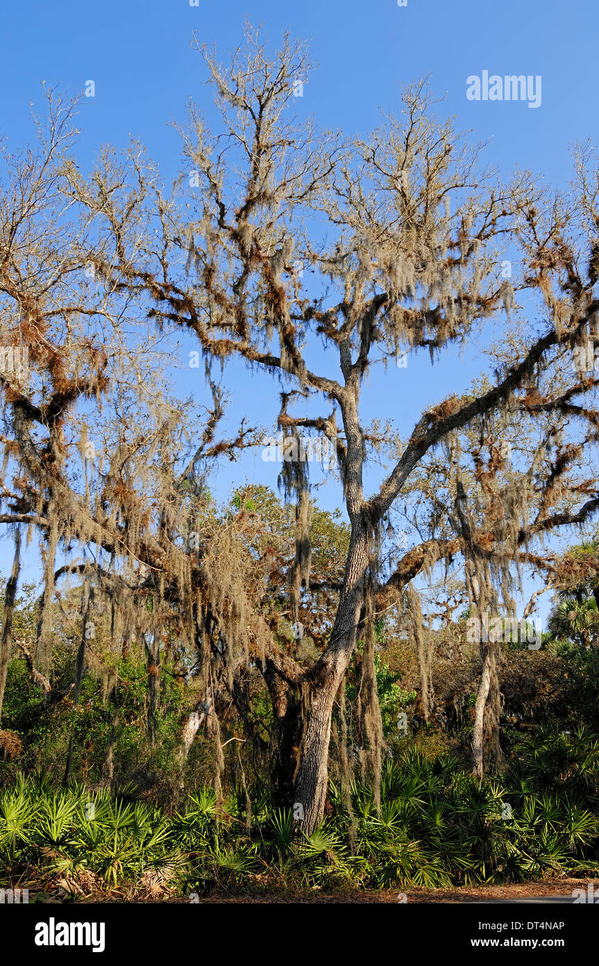 Baum mit louisiana moos und saegepalmen hi-res stock photography and ...
