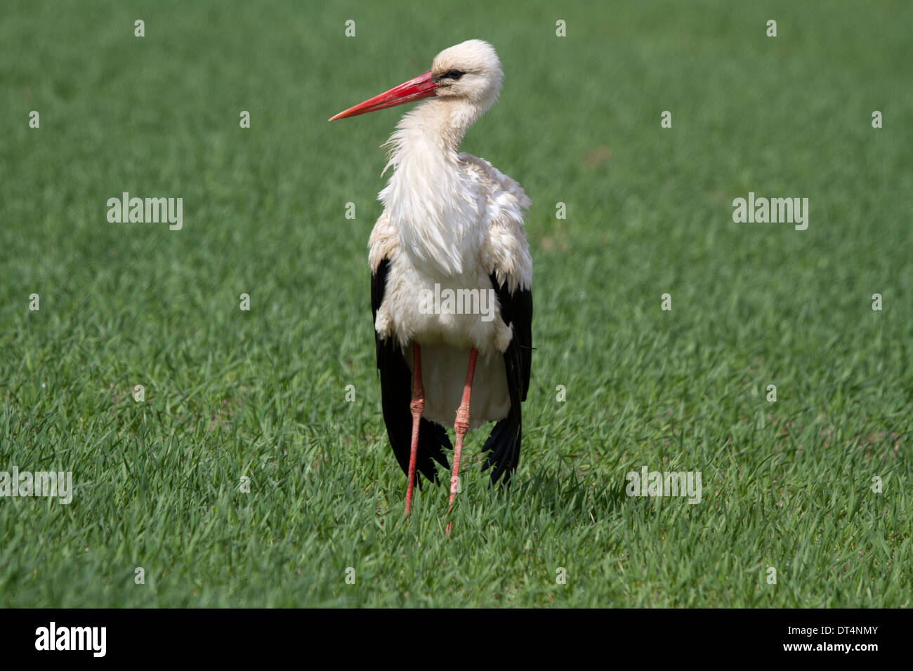 Stork feathers hi-res stock photography and images - Alamy