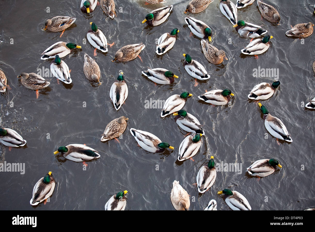 many ducks on water surface top view Stock Photo - Alamy