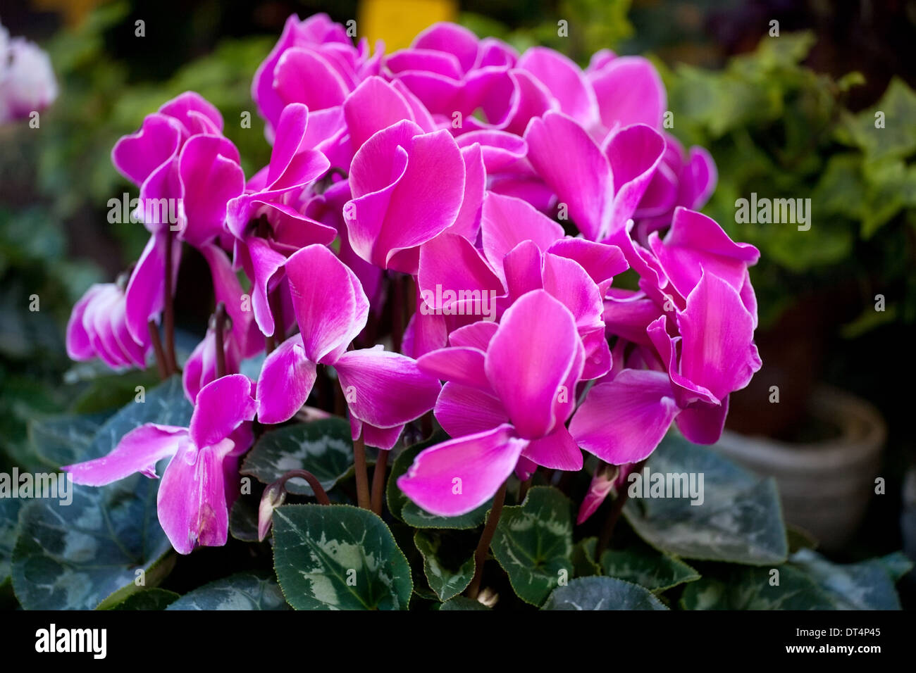 purple cyclamen flowers bunch closeup with petals and leaves Stock ...
