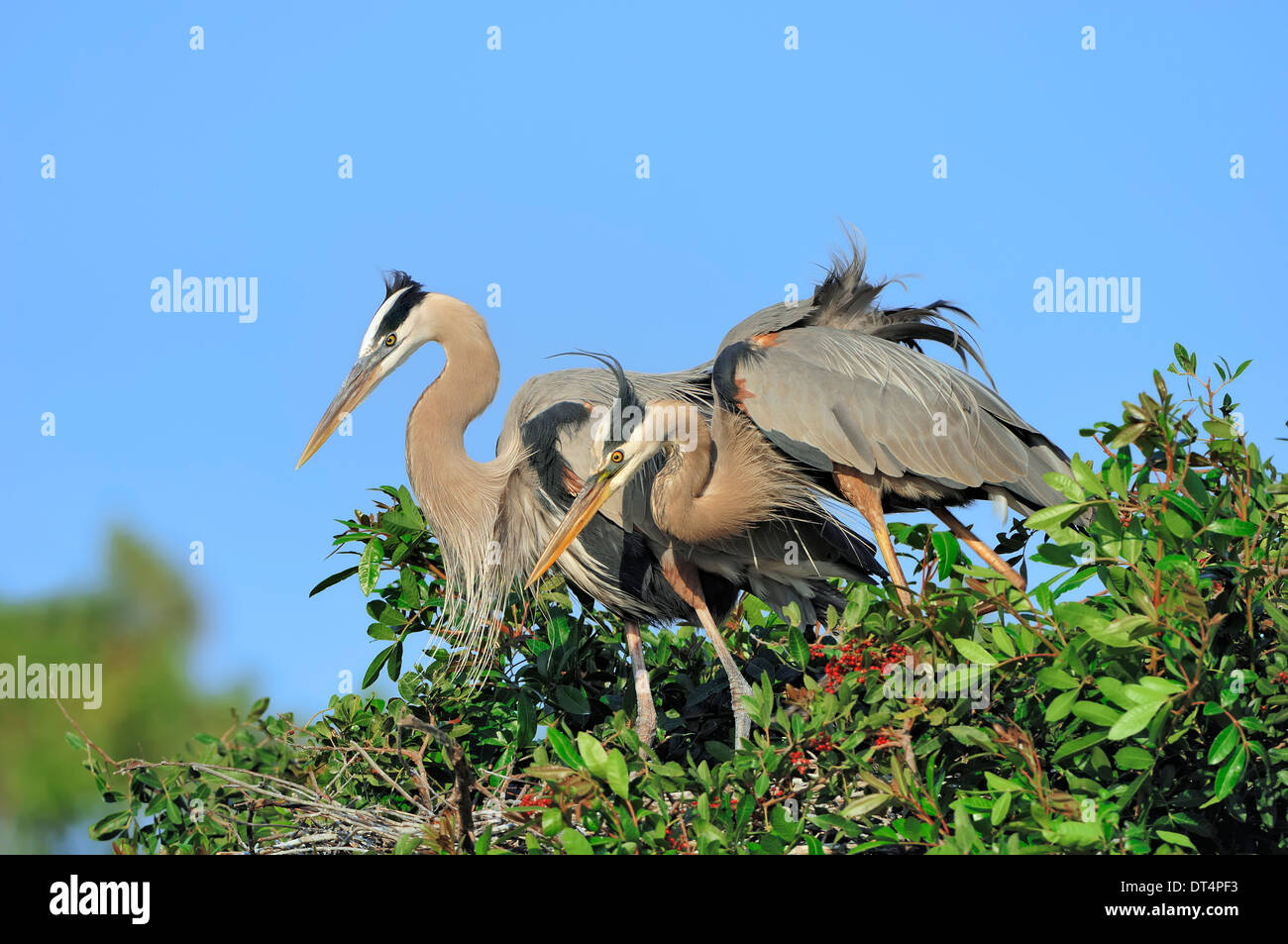 Great Blue Heron (Ardea herodias), pair at nest, Florida, USA Stock ...