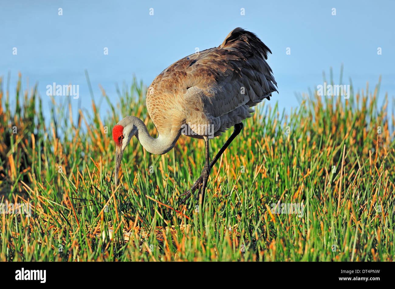 Florida Sandhill Crane (Grus canadensis pratensis) at nest, Florida ...