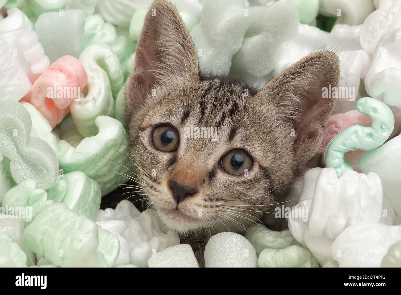 Cat face in box of plastic foam closeup Stock Photo - Alamy