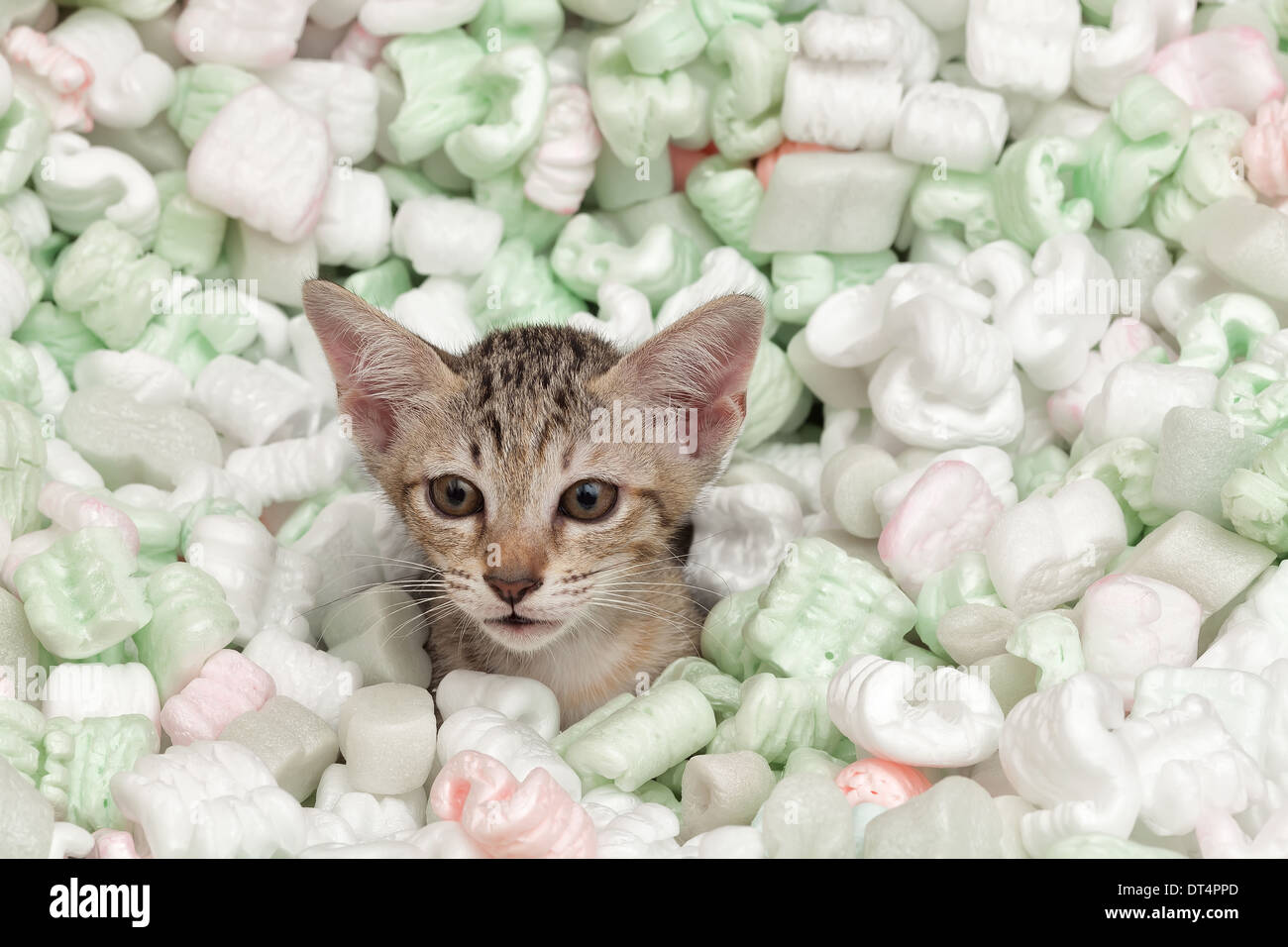 Cute cat playing in box of plastic foam Stock Photo - Alamy