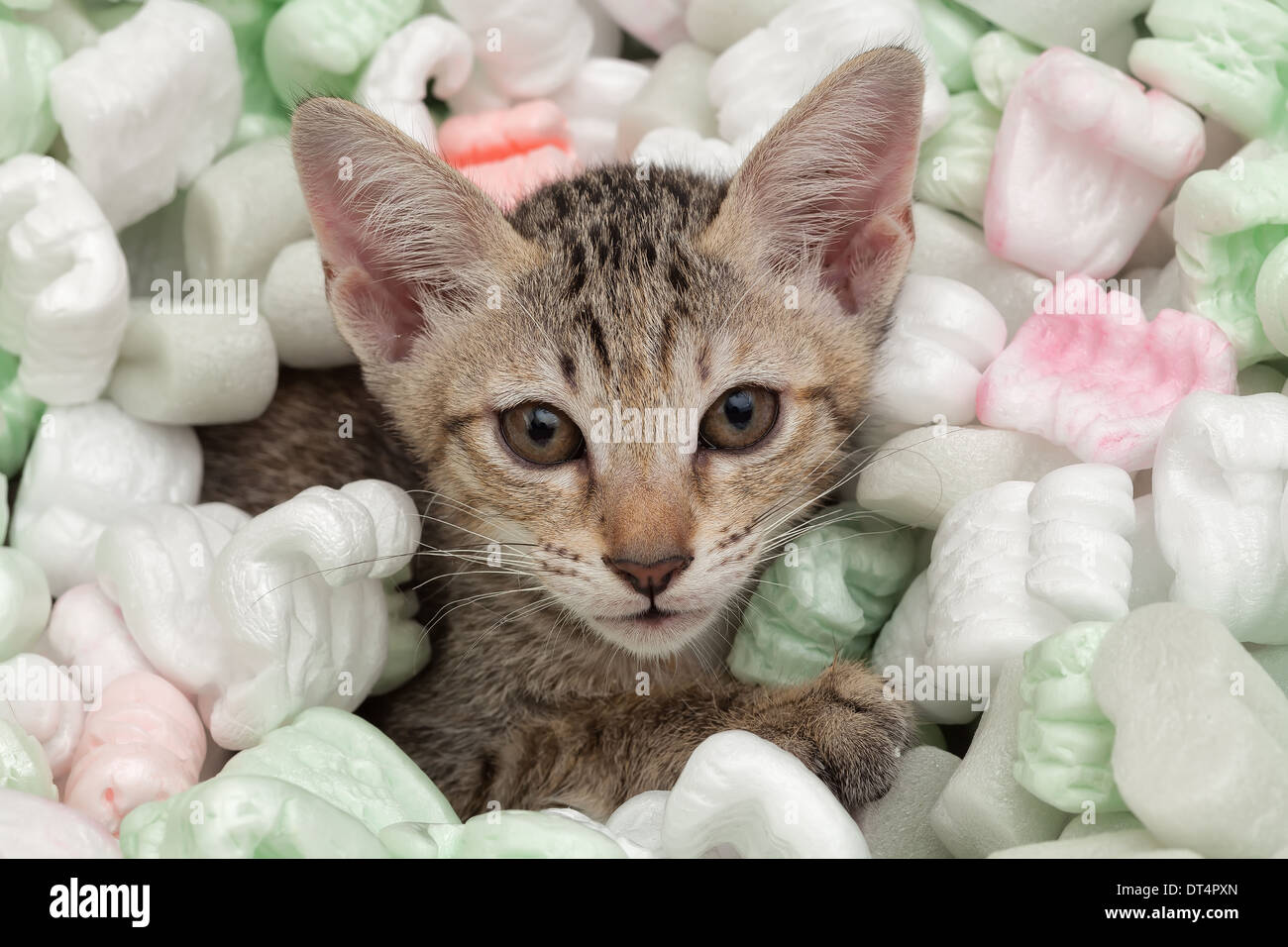 Cute little cat in packing fillers Stock Photo - Alamy