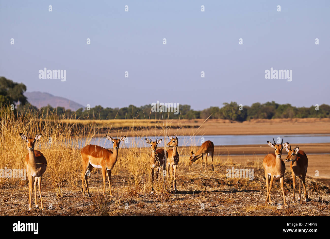 Impala antilopes hi-res stock photography and images - Alamy