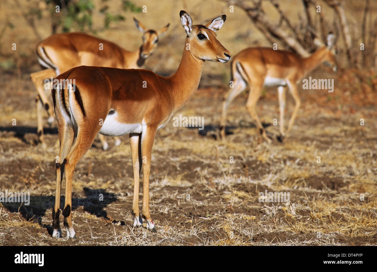 Impala antilopes hi-res stock photography and images - Alamy