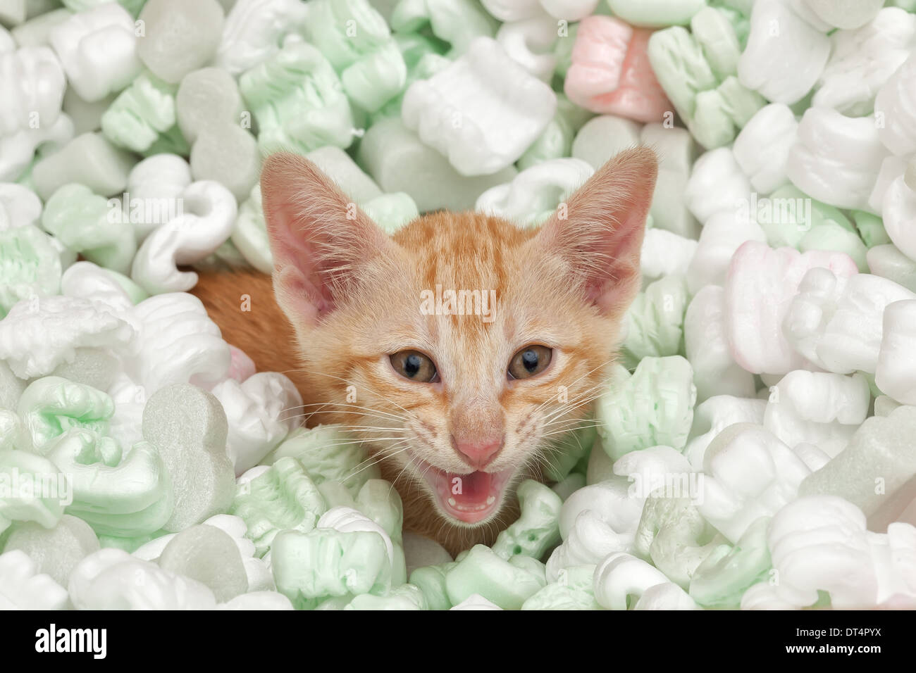 Angry kitten in box with packing fillers Stock Photo - Alamy