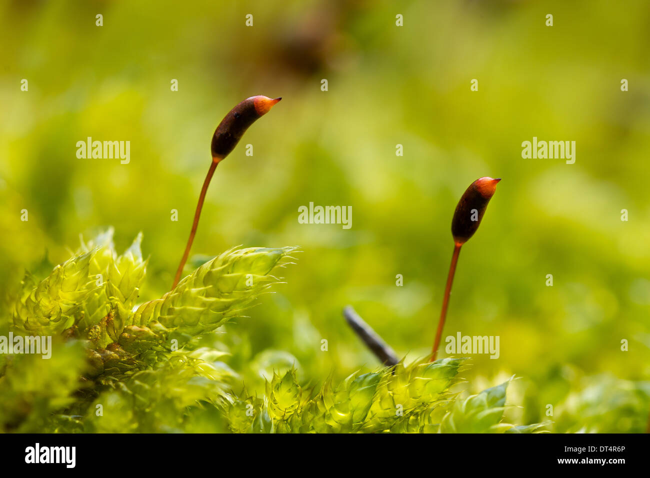 Moss macro hi-res stock photography and images - Alamy