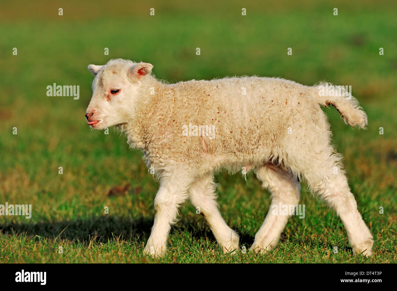 Juvenile sheep hi-res stock photography and images - Alamy