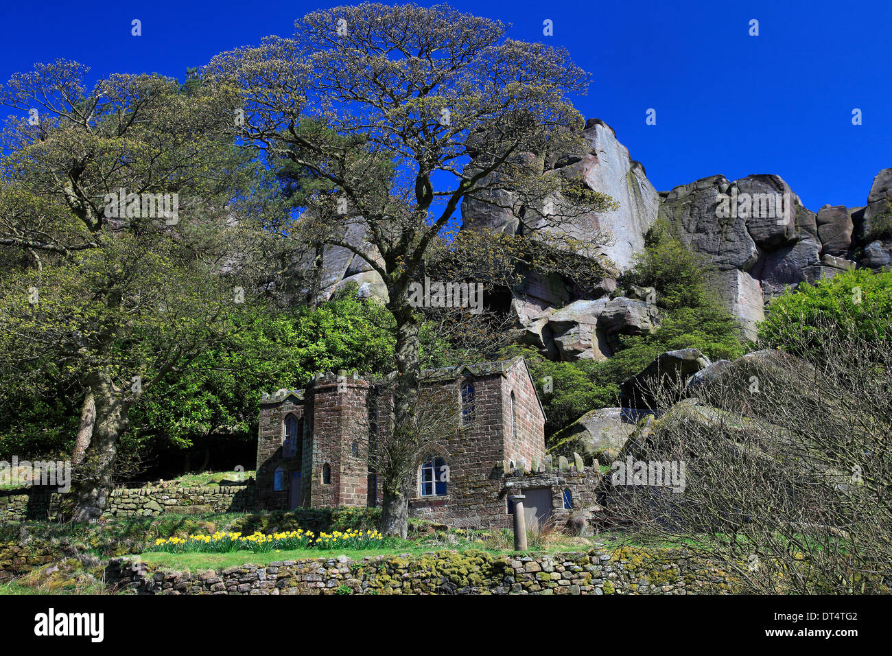 Spring Daffodils at Rock Hall, the Roaches Rocks, near Leek ...