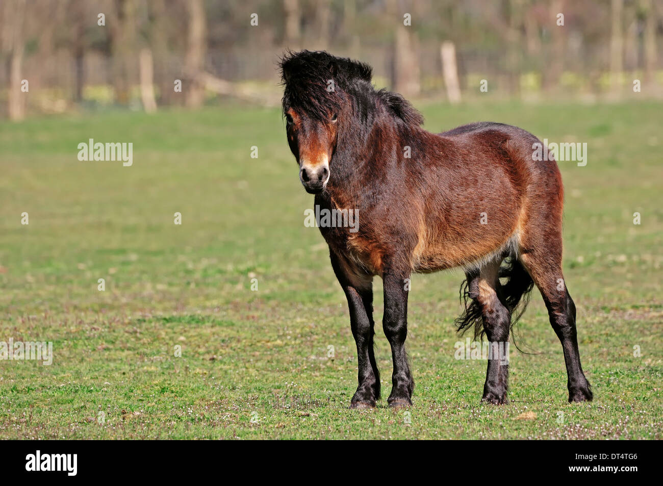 Exmoor Pony, stallion Stock Photo - Alamy