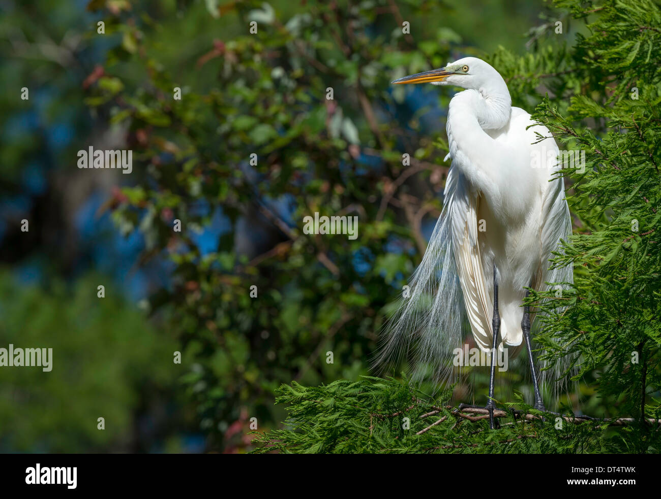 Great Egret perched in a tree in breeding plumage Stock Photo - Alamy