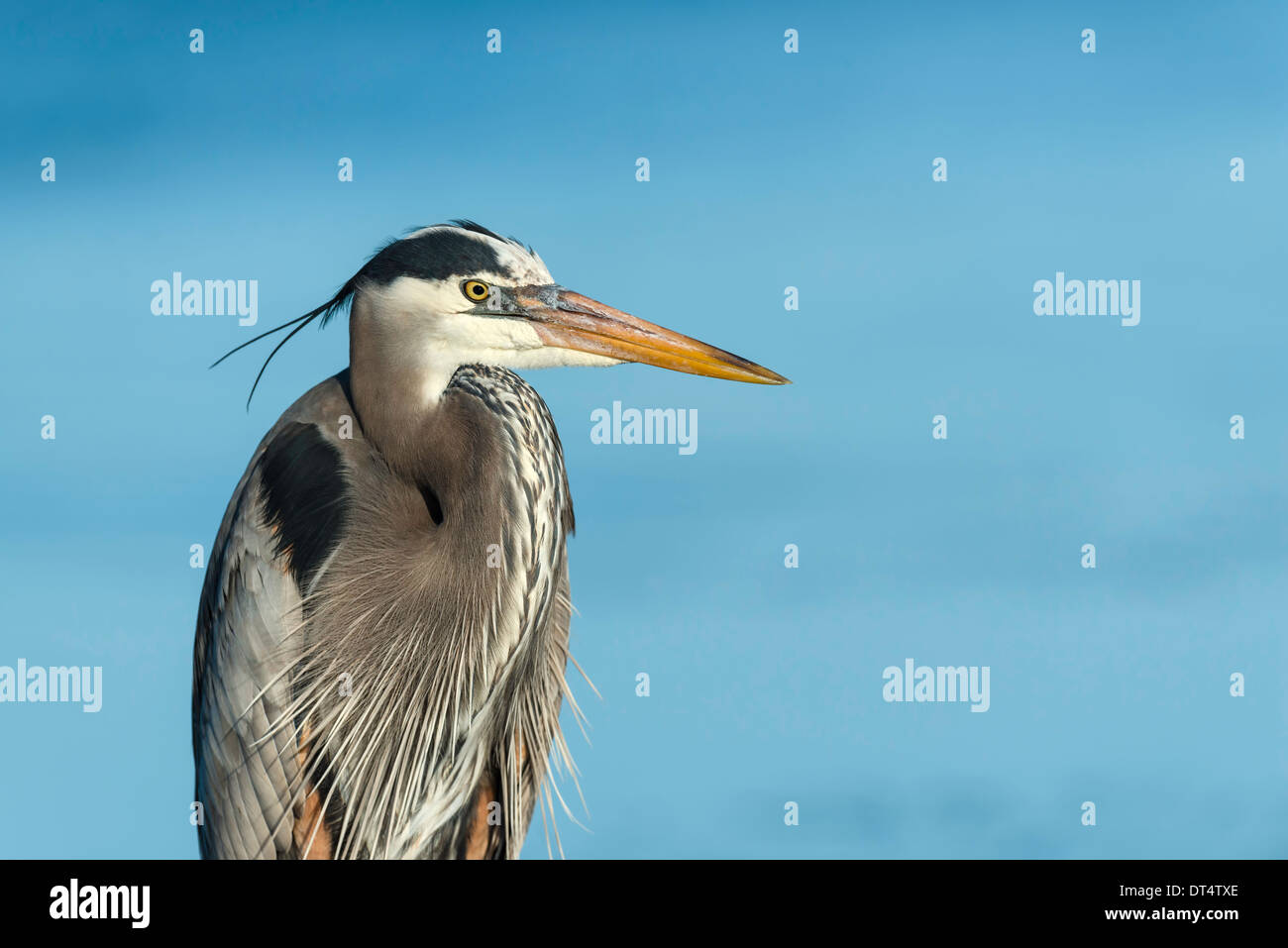 Great Blue Heron head and shoulders facing camera and looking right ...