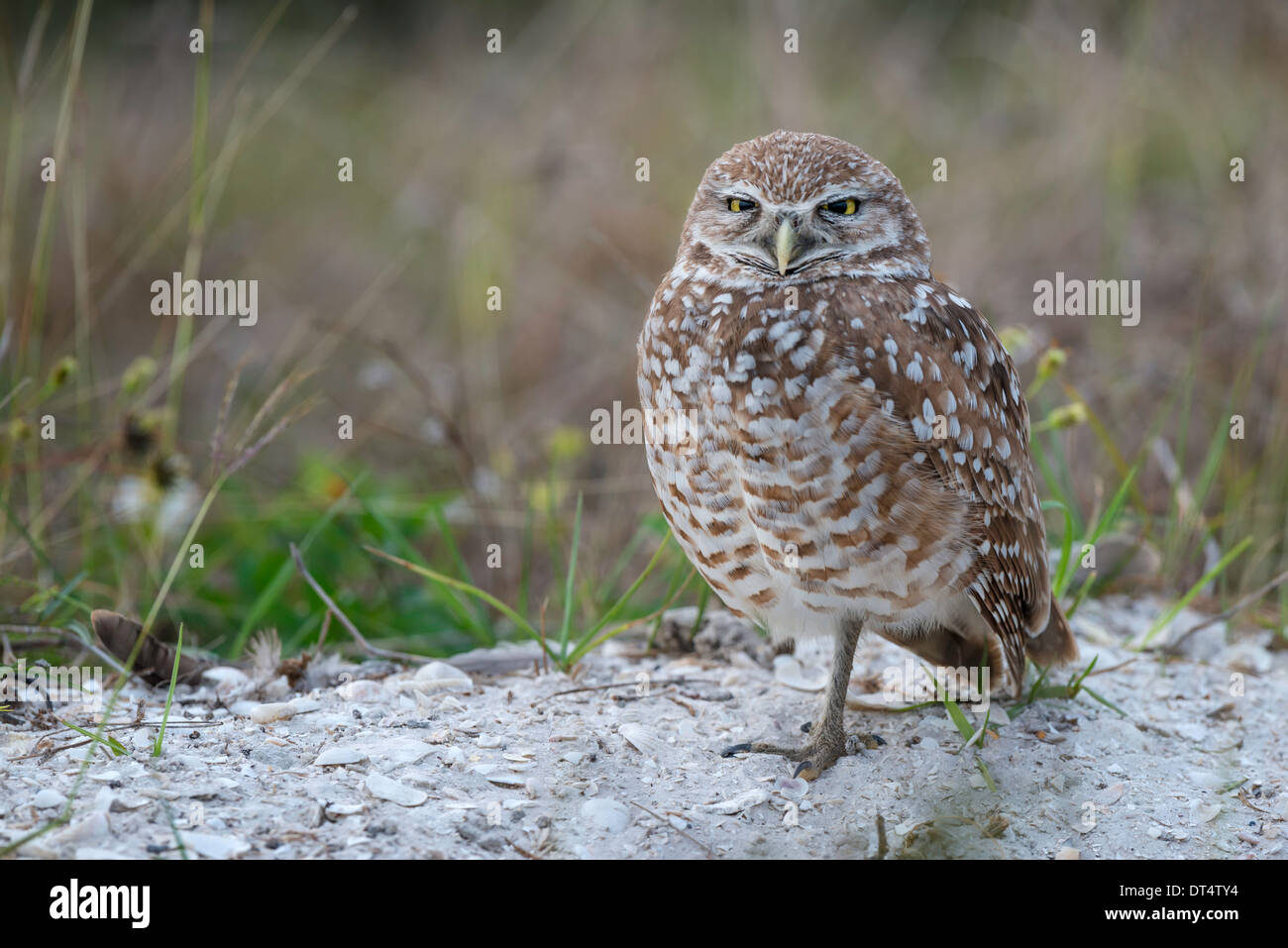 Top owl hi-res stock photography and images - Alamy