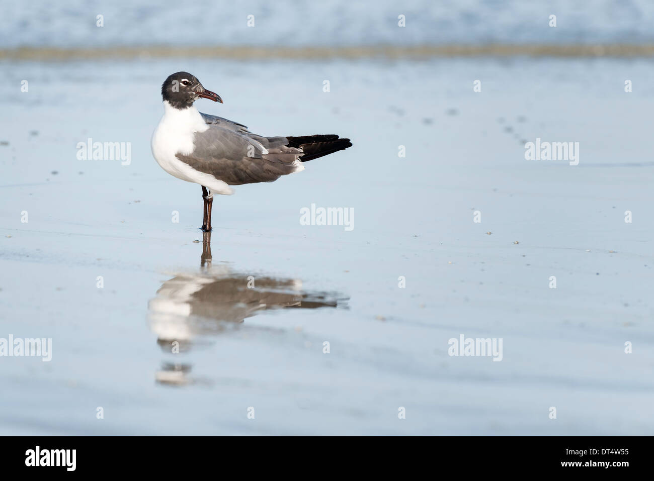 Laughing Gull standing in water looking over his shoulder with ...