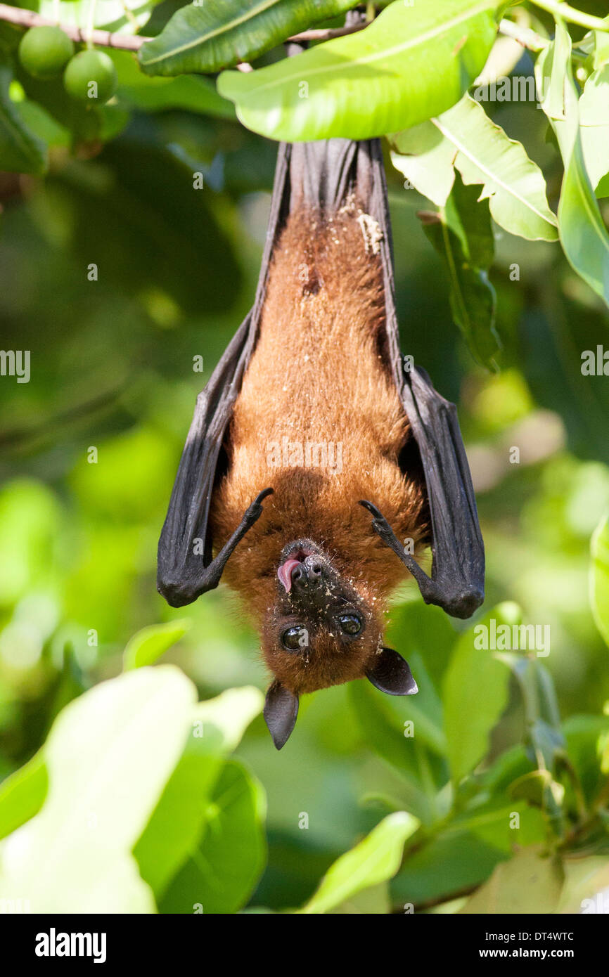 Bat close up hi-res stock photography and images - Alamy