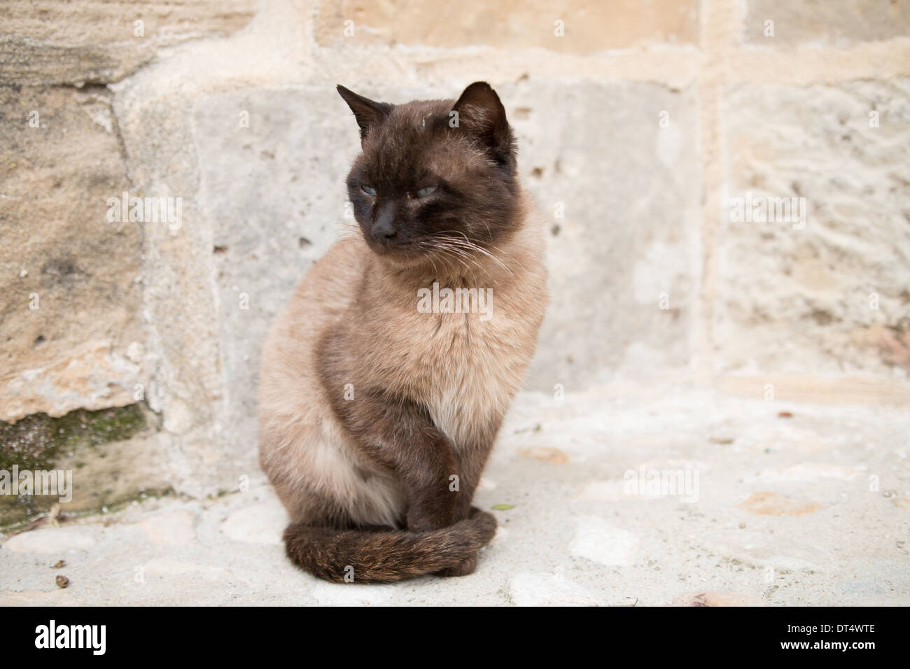 Siamese cat blue eyes hi-res stock photography and images - Alamy