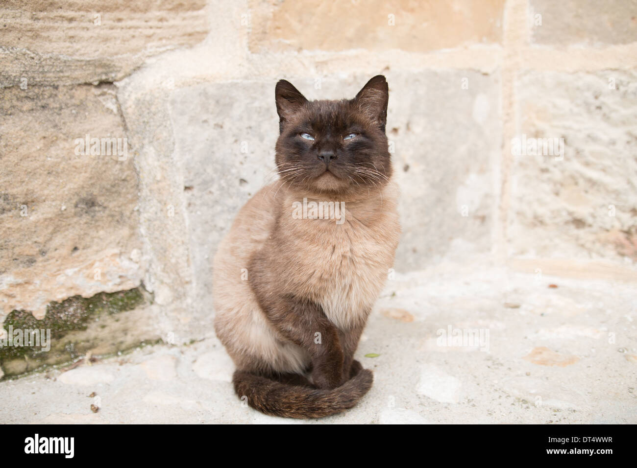 Siamese cat blue eyes hi-res stock photography and images - Alamy