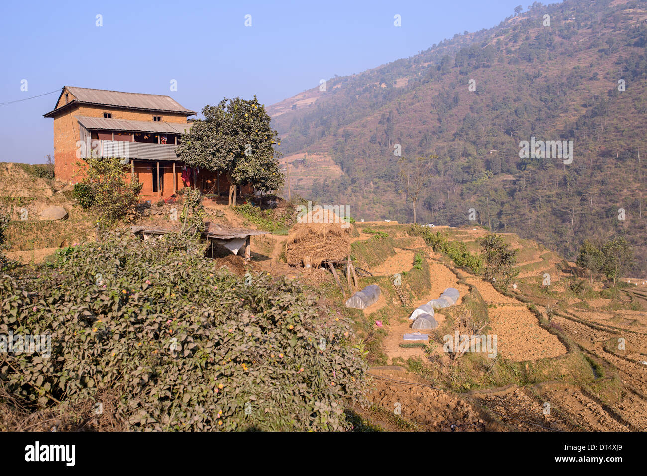 Rice fields near Kathmandu, Nepal Stock Photo - Alamy