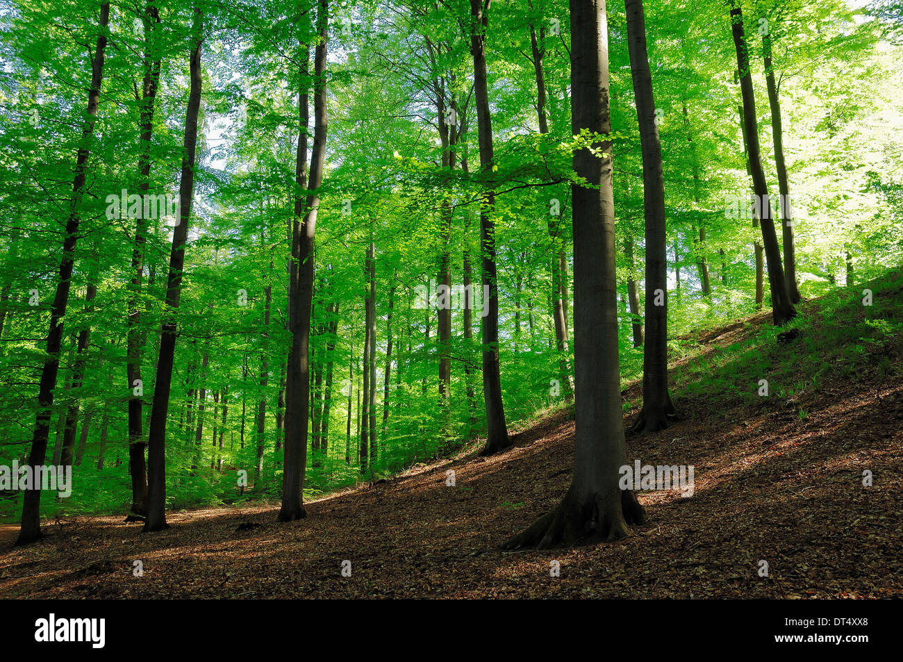 Common Beech or European Beech forest (Fagus sylvatica) in spring ...